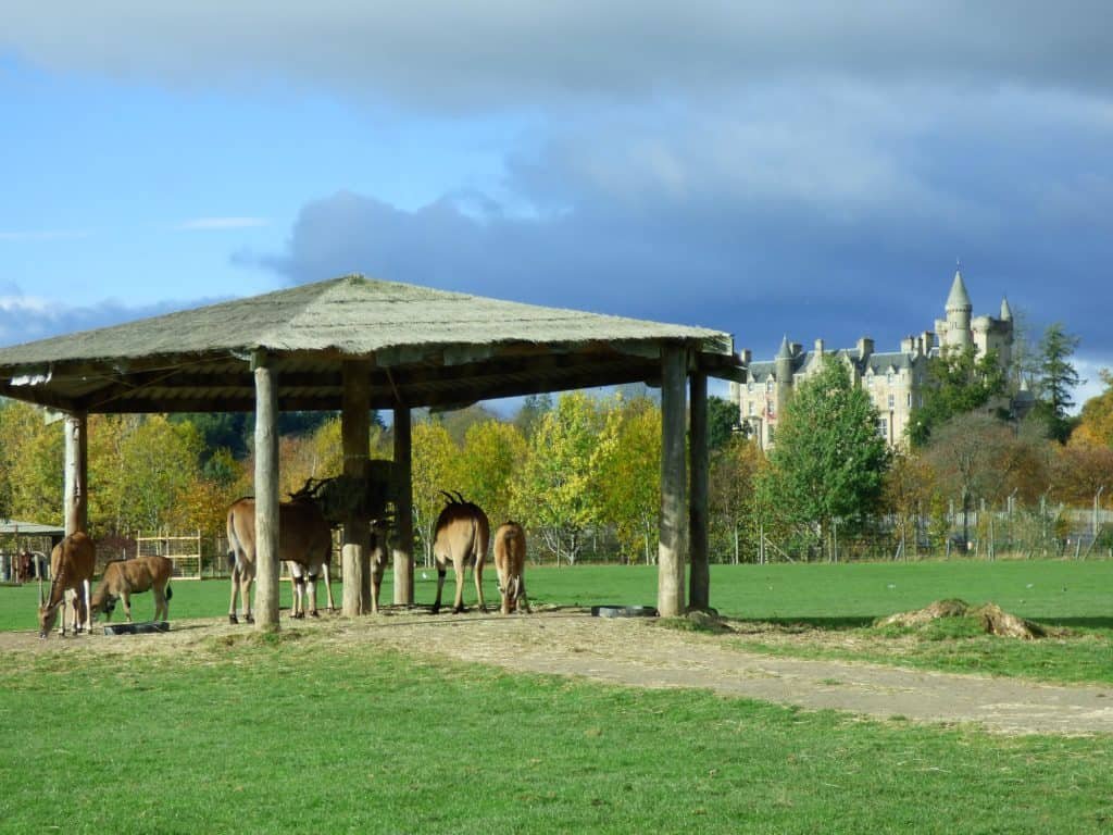 Scottish Safari - Luxurious Nomad