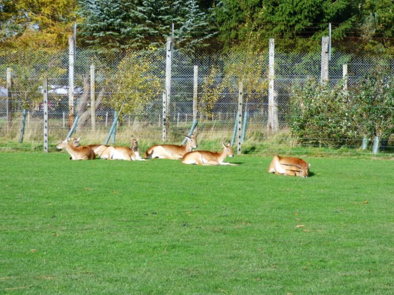 Scottish Safari - Luxurious Nomad