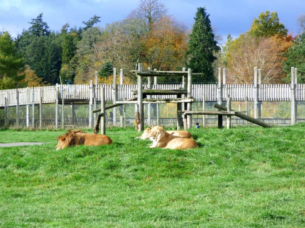 Scottish Safari - Luxurious Nomad