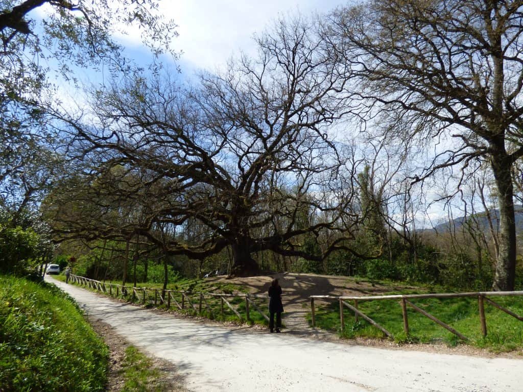 Pinocchio's Oak of the Witches - Luxurious Nomad ~ Ms Bella St John